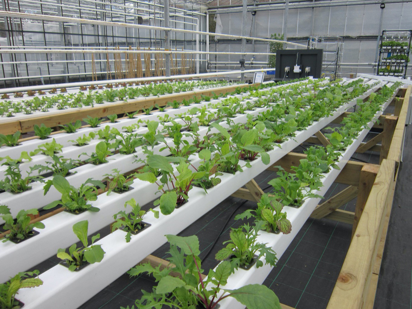 Hydroponic Cultivation Technology | Ausome Growsome